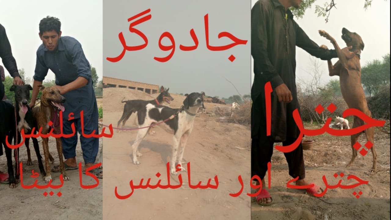 katta dog good looking||silence tazi dog and chitra dog ka beata ...