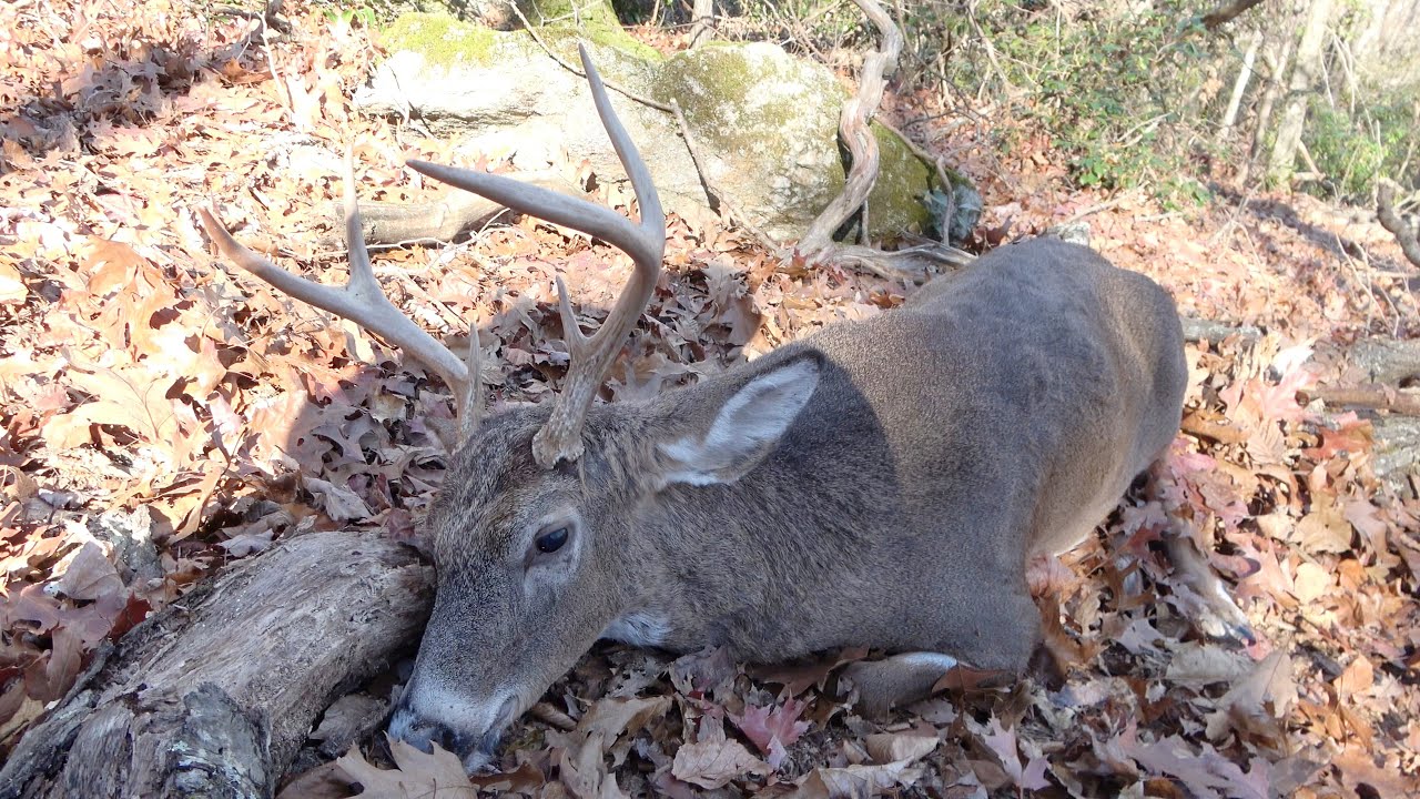 Connecticut Shotgun Buck | Slug gun rut hunt | Public land deer hunt ...