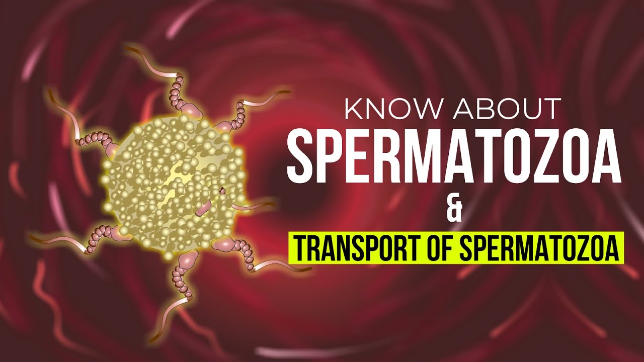 KNOW ABOUT SPERMATOZOA | TRANSPORT OF SPERMATOZOA - YouTube