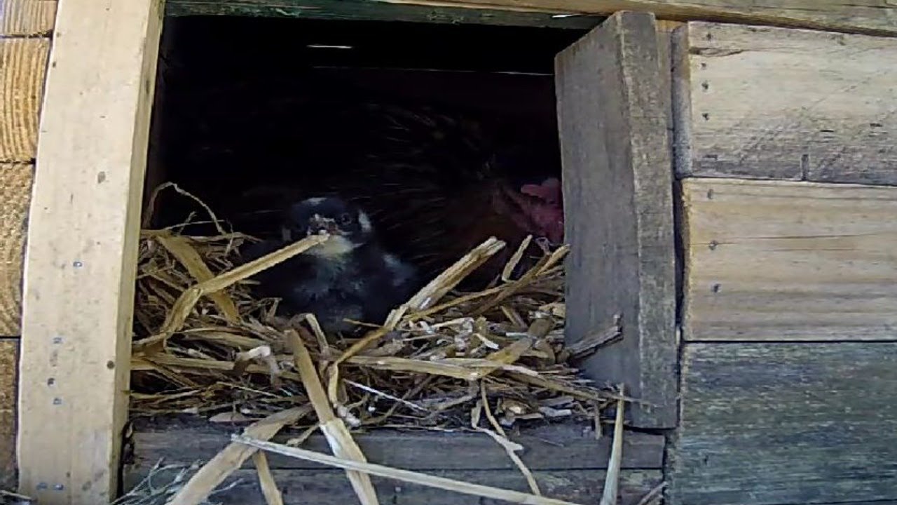 chicken growing up live stream - YouTube