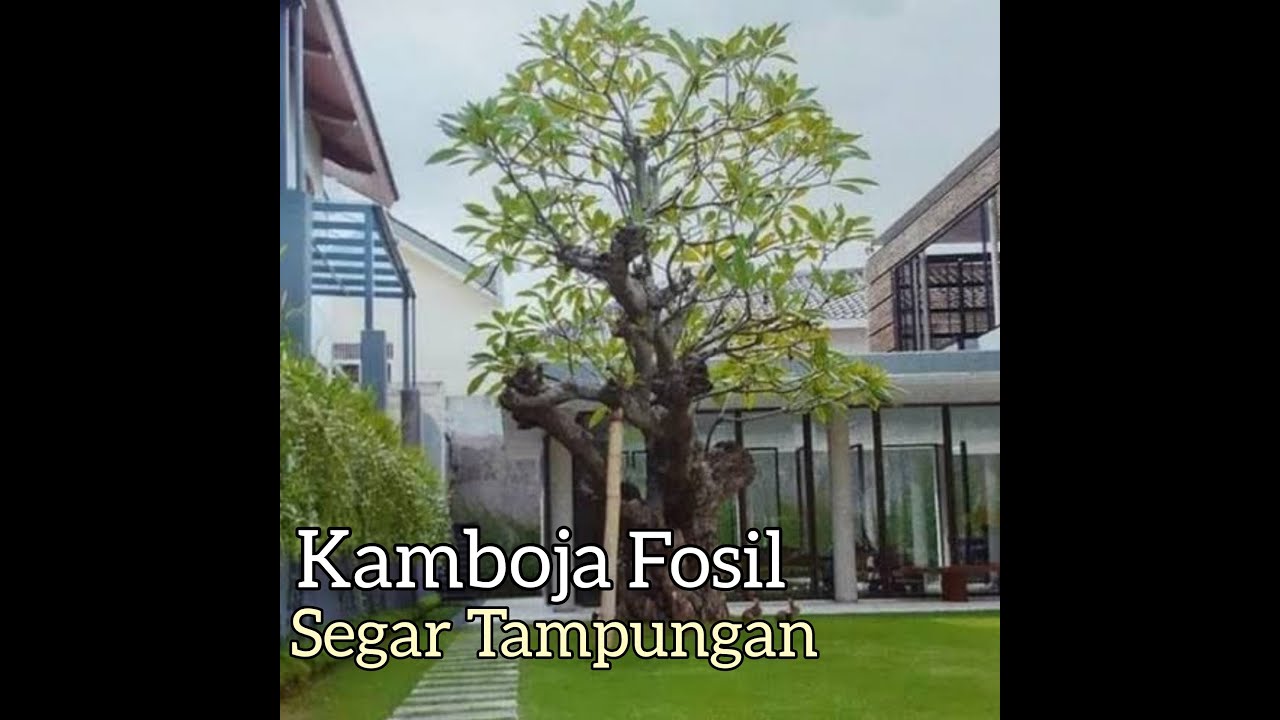 🔴Kamboja Fosil - YouTube