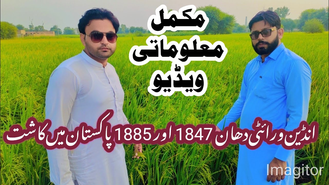 Indian Variety Of Paddy 1847 And 1885 For The First Time In Pakistan indian-variety-of-paddy-1847-and-1885-for-the-first-time-in-pakistan
