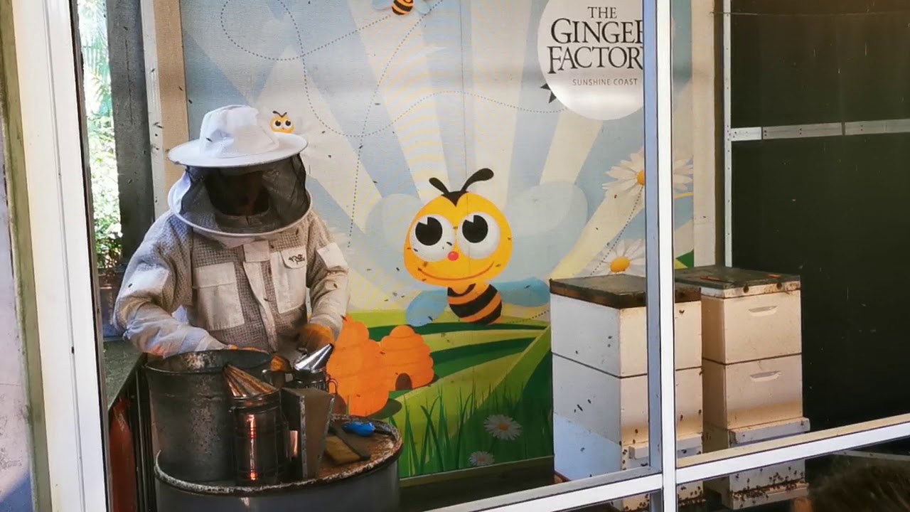 Live Bee Show @Ginger Factory - YouTube