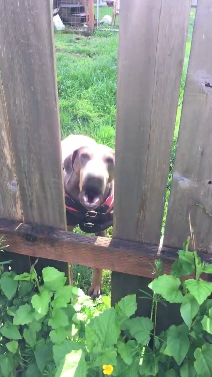 There s a scary monster that’s ripping through the fence! - YouTube