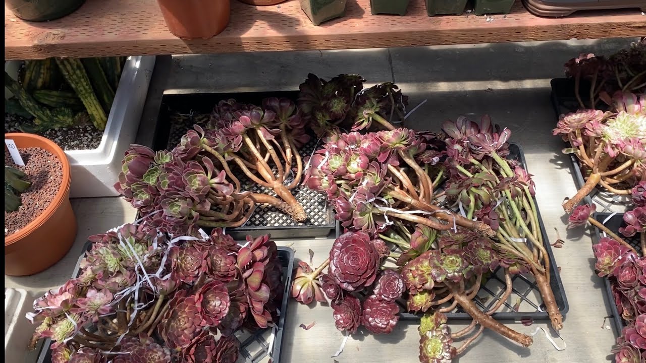 So Many New Imported Succulents In My Visit At Mimi’s Nursery 🤭🤗🌵 ️🪴 ...