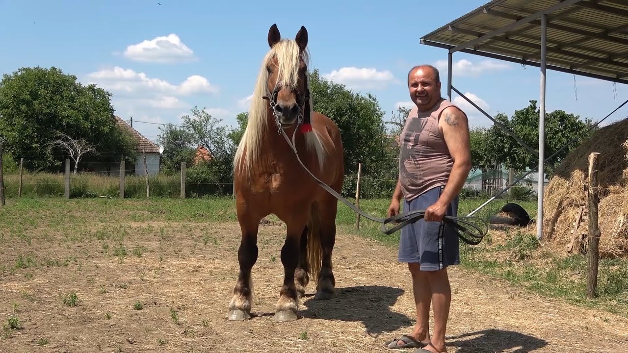 In vizita la "Bodyguard Force" Simand, Arad - 2021 Nou!!! - YouTube