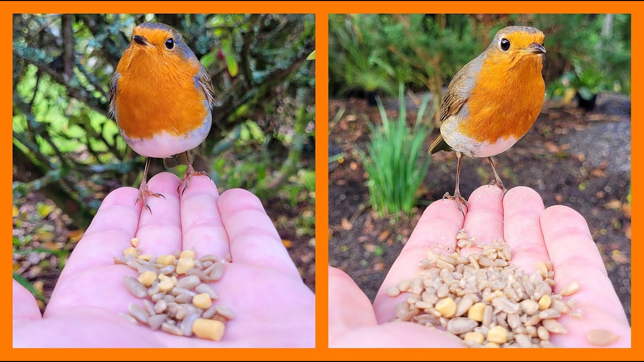 The Shenanigans Of Buddy & Red - YouTube