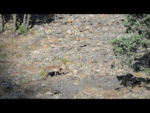 Nesli koruma altında olan yaban keçileri, yavrularını dünyaya getirmeye başladı |  Bağın vadisi
