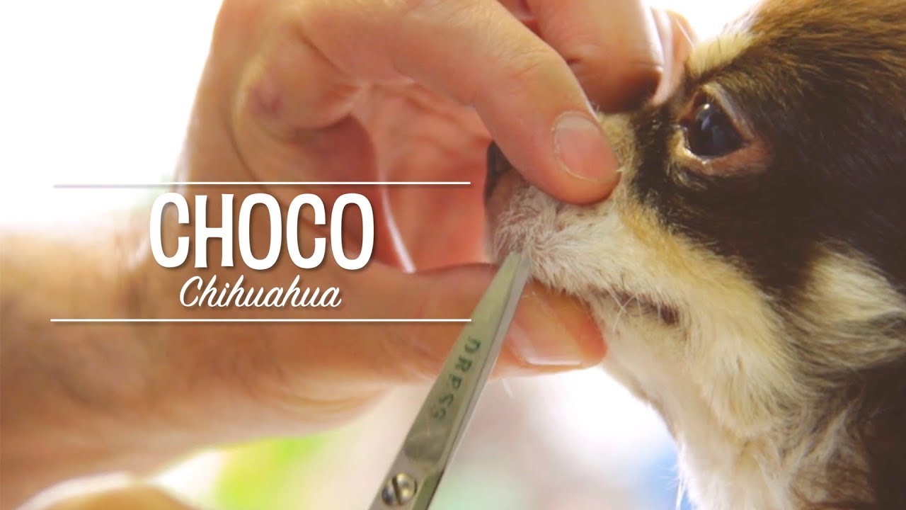 Chihuahua | Choco got groomed at Salon de Dandy [11CLIP] - YouTube