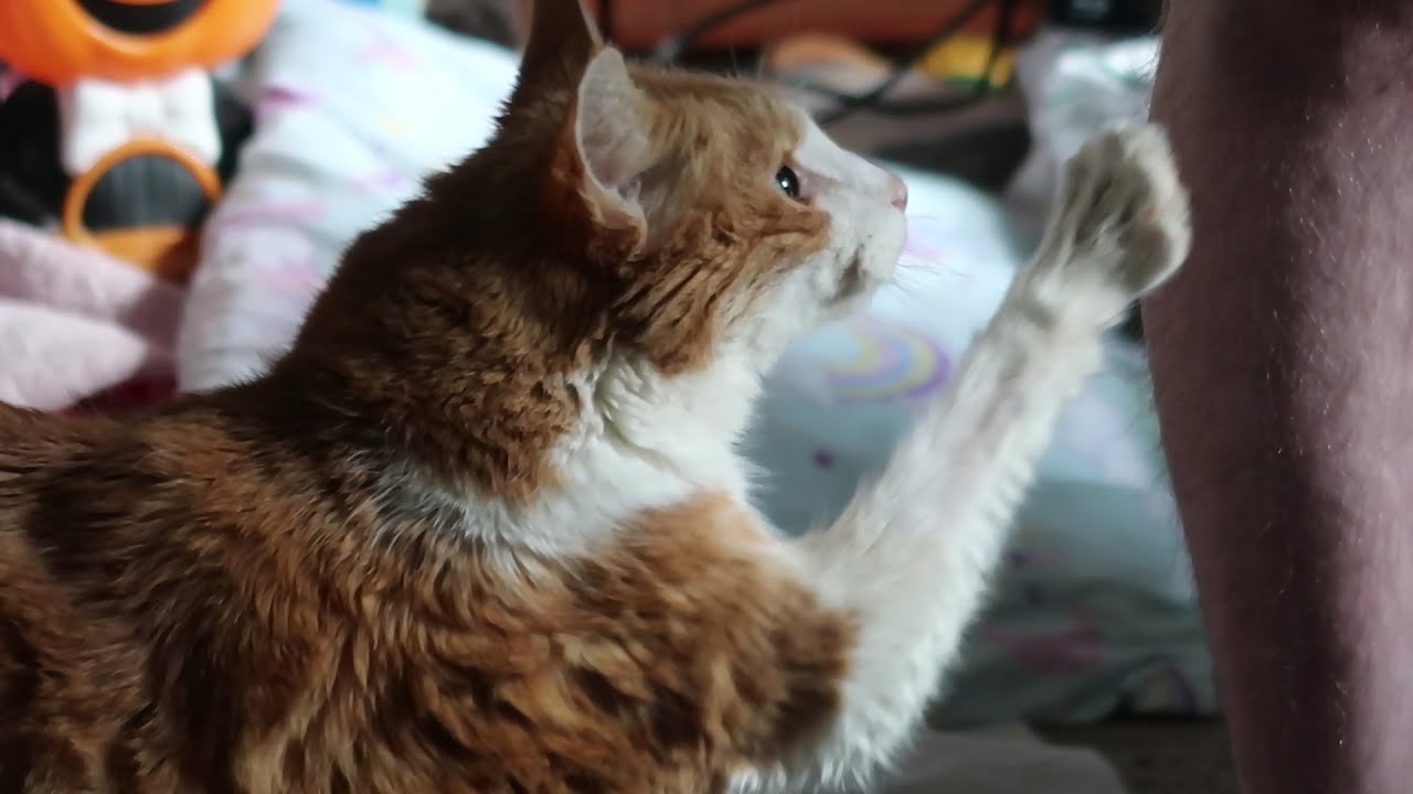 Cat Taps And Meows For Attention - YouTube