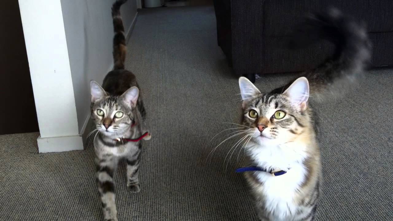 Cat Training 101 - YouTube