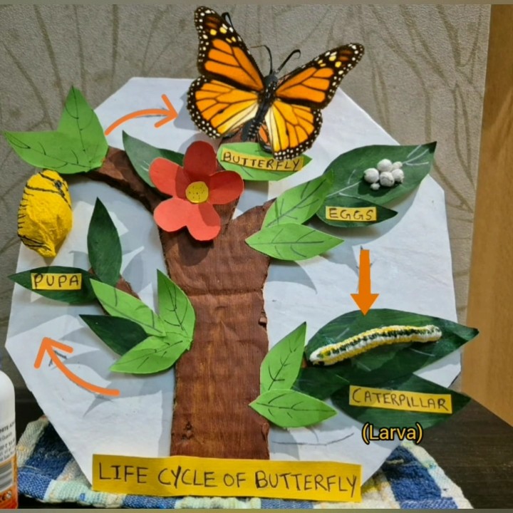 Life cycle of Butterfly 3D model, school project, Preparation from ...