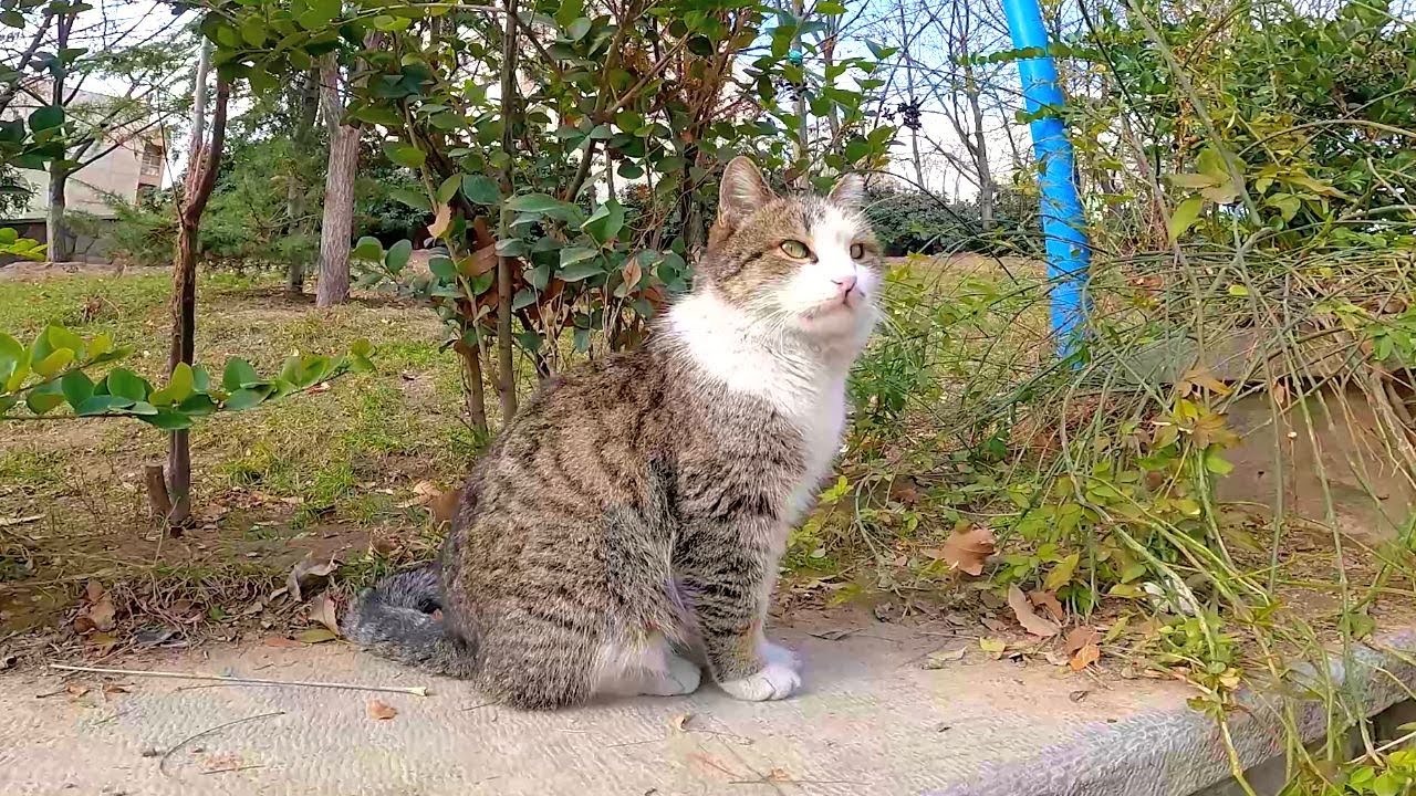 A very beautiful homeless stray cat who is deep in thought. - YouTube