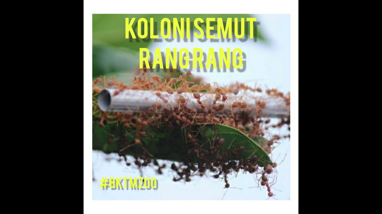 SEMUT RANG RANG #rangrang #semut #kolonisemut - YouTube