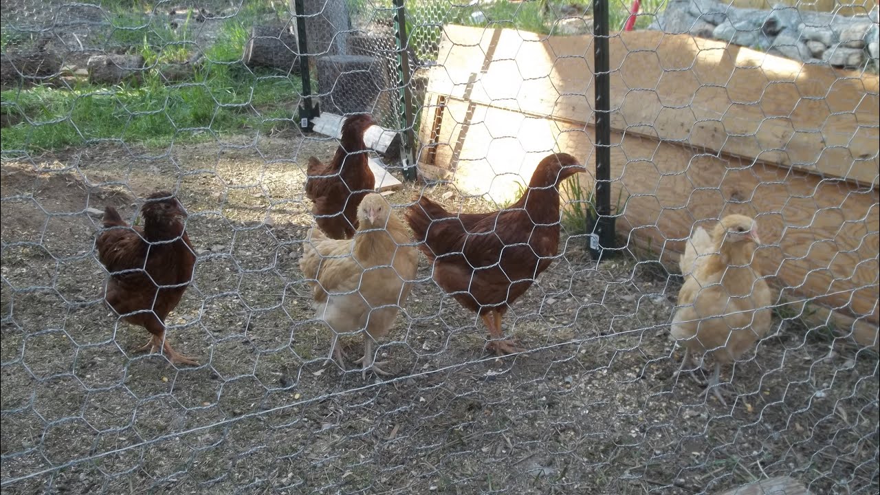 The chickens are getting big here with Montana-madness - YouTube