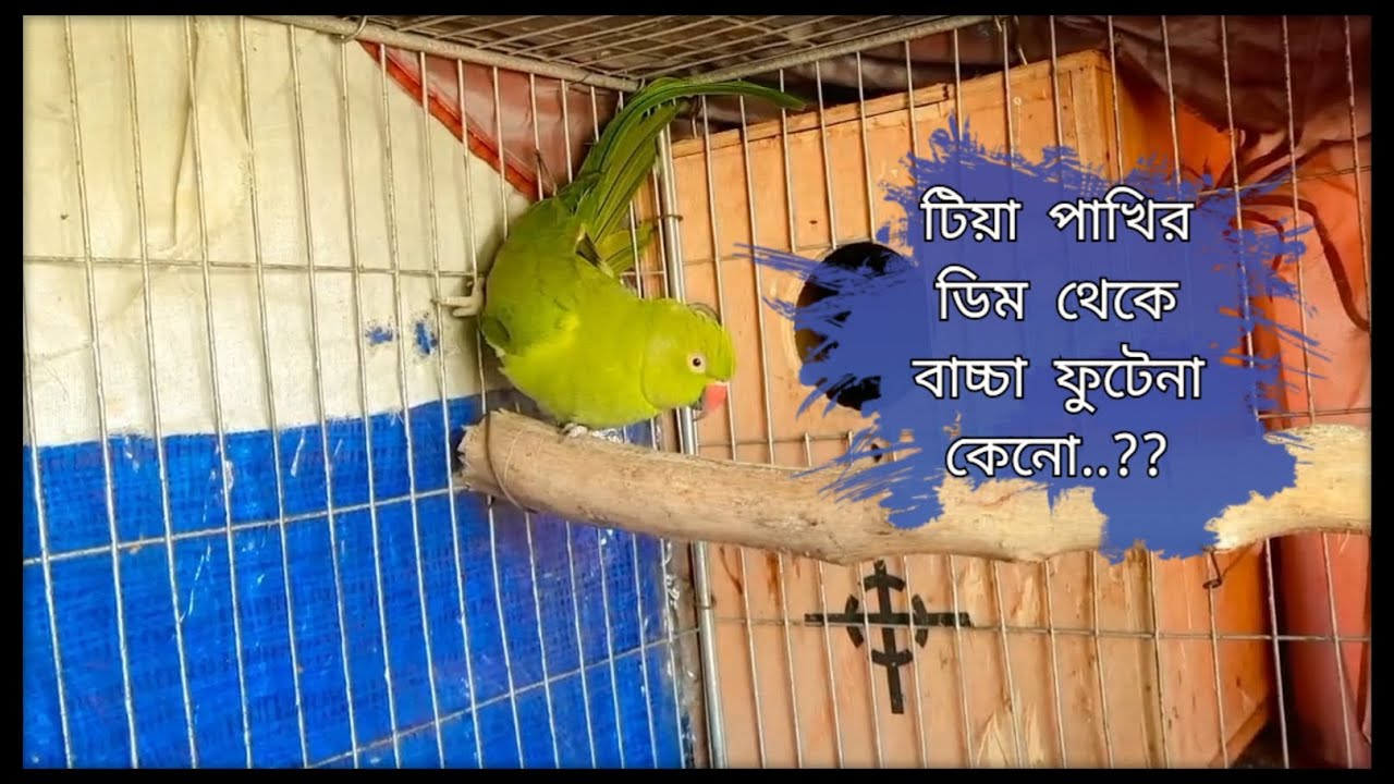 pakhir dim thakya bacca kano futyanaDim thakya bacca na futar karon ...