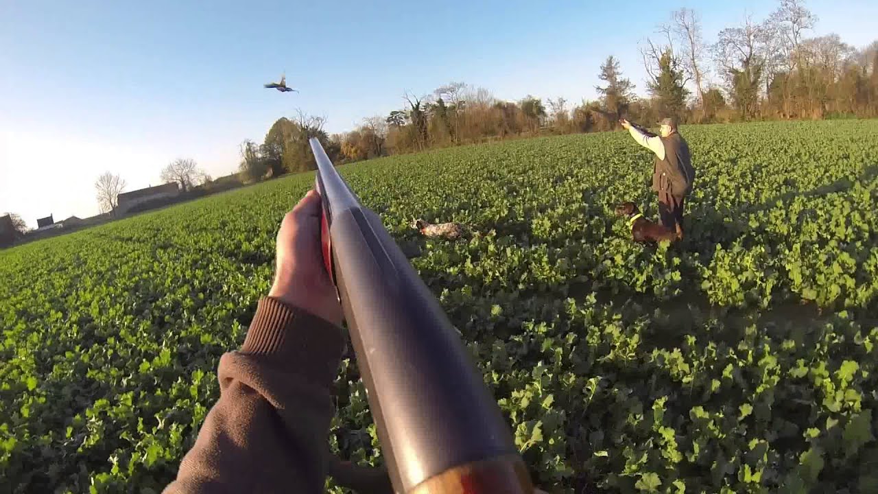 chasse au faisans Calvados 28112015 - YouTube