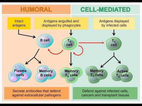 Types Of Immunity II | Immunology | Rajesh Biology - YouTube