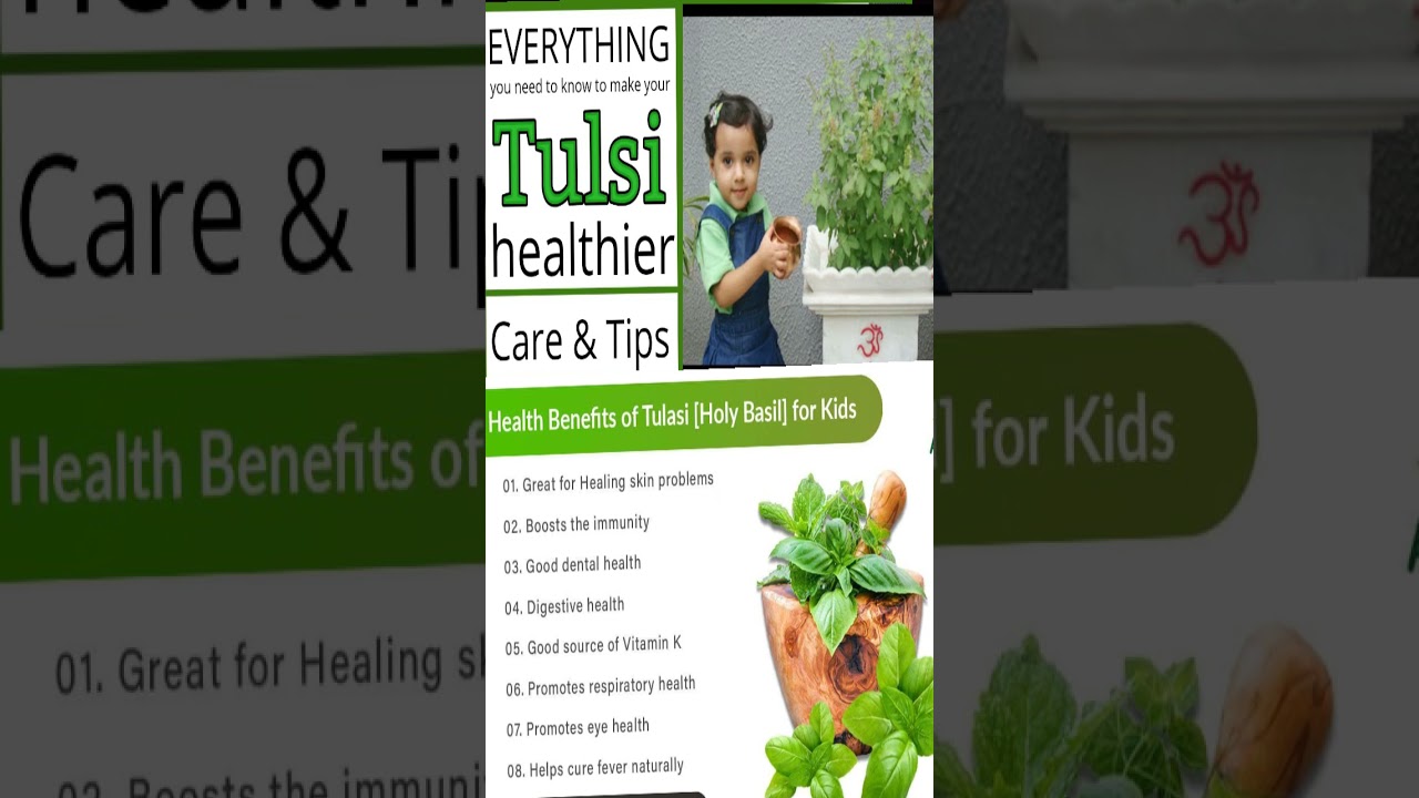 Tulsi (holy basal ) ke bare Mai jankari. - YouTube