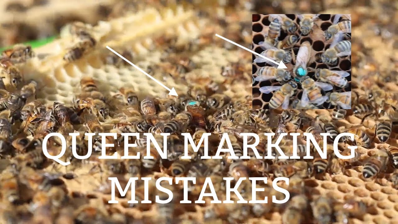 A Bad Day of Beekeeping | Backyard Beekeeping in North Port, Florida ...