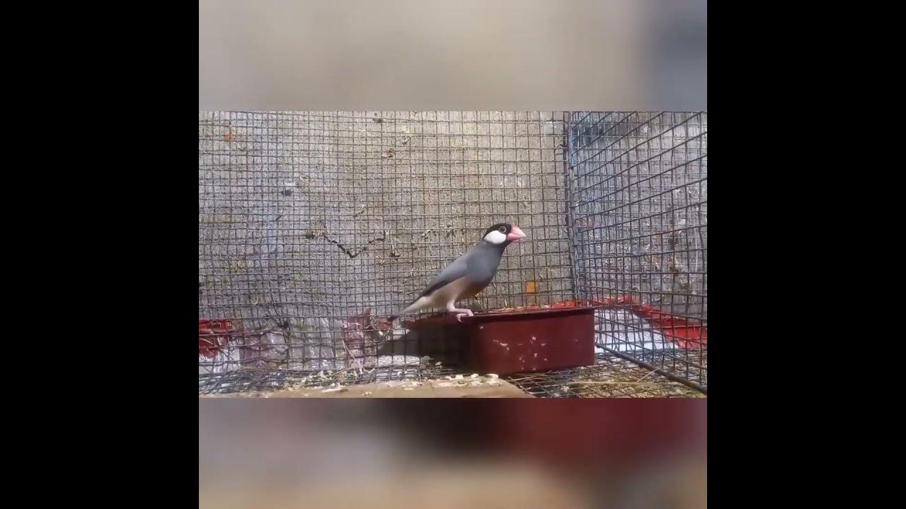 Java finch breeding pair #birds #pigeon videos - YouTube