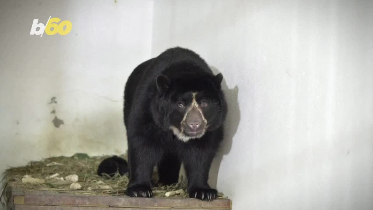 Beautiful Andean bear born in Colombian zoo - YouTube