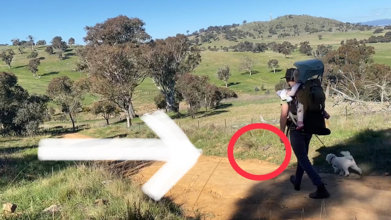 Nature Day Walks in Canberra, Australia - THE PINNACLE - YouTube