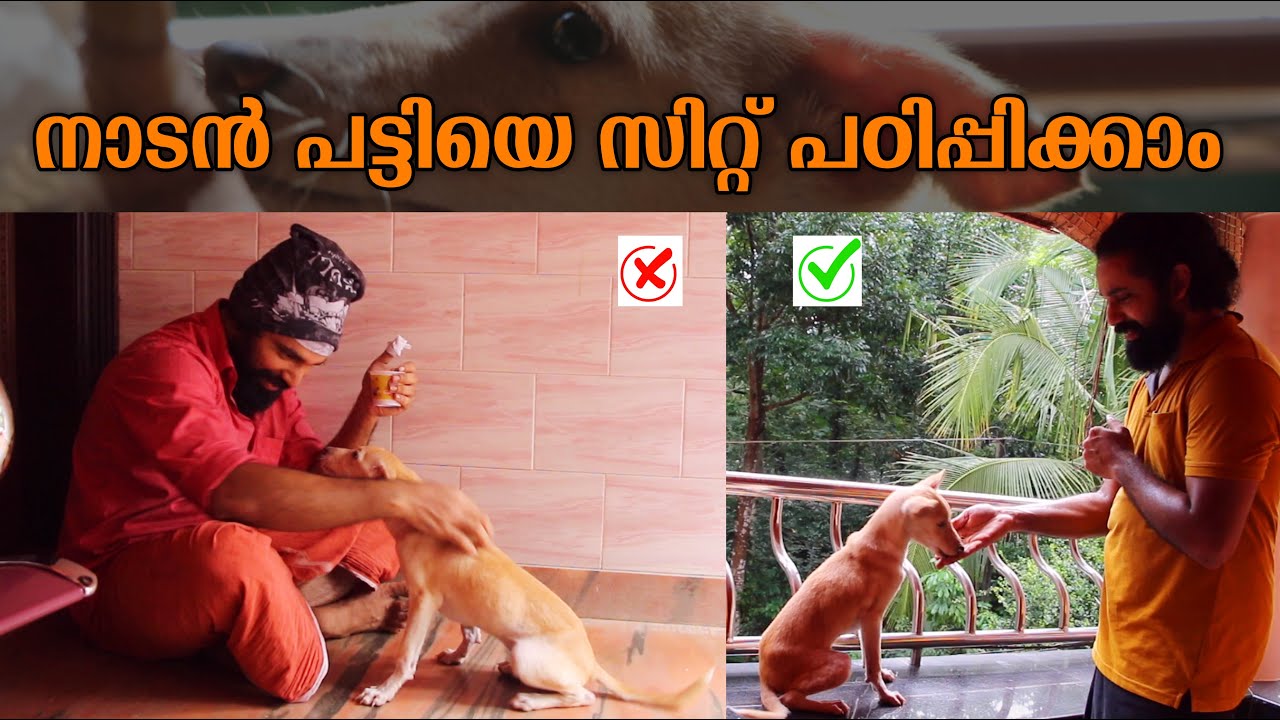 നാടൻ പട്ടിയുടെ സിറ്റ് കമാൻഡ് ട്രെയിനിങ് | nadan dog sit command ...