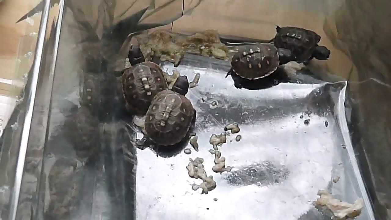 Feeding Baby Box Turtles - YouTube