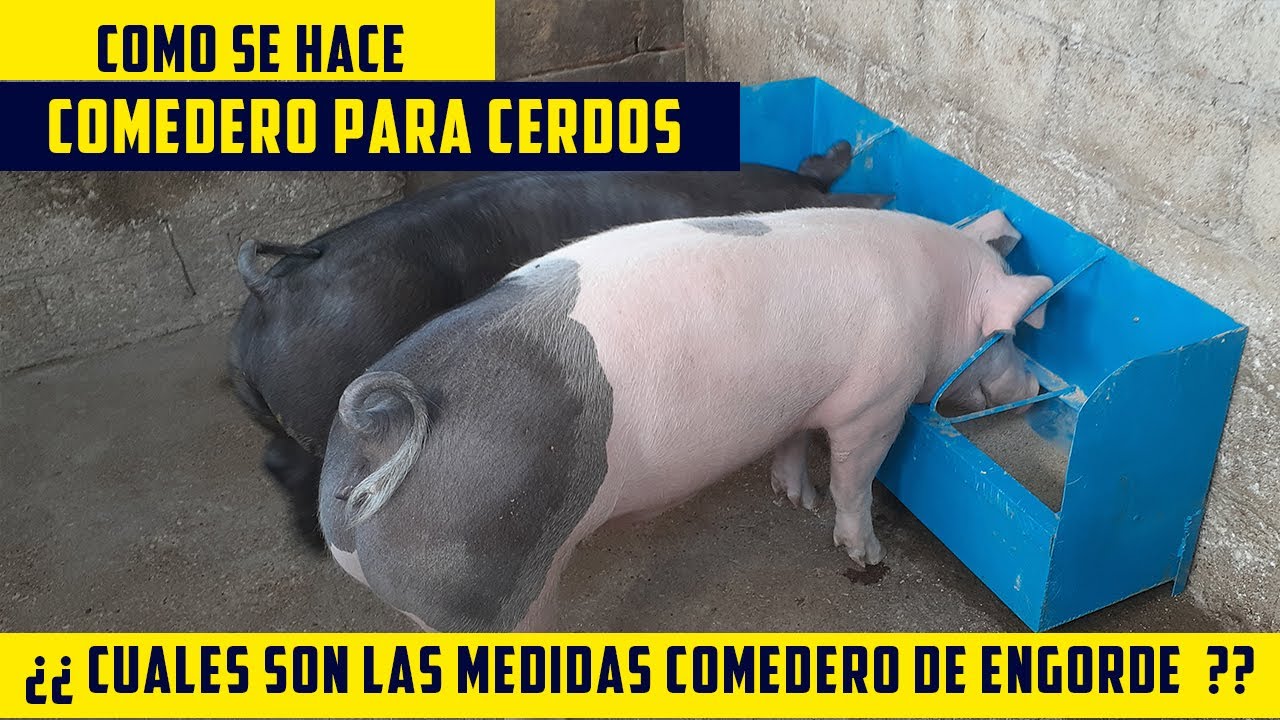Comedero Para Cerdos Como Hacerlo Y Cuales son las Medidas Comedero de ...
