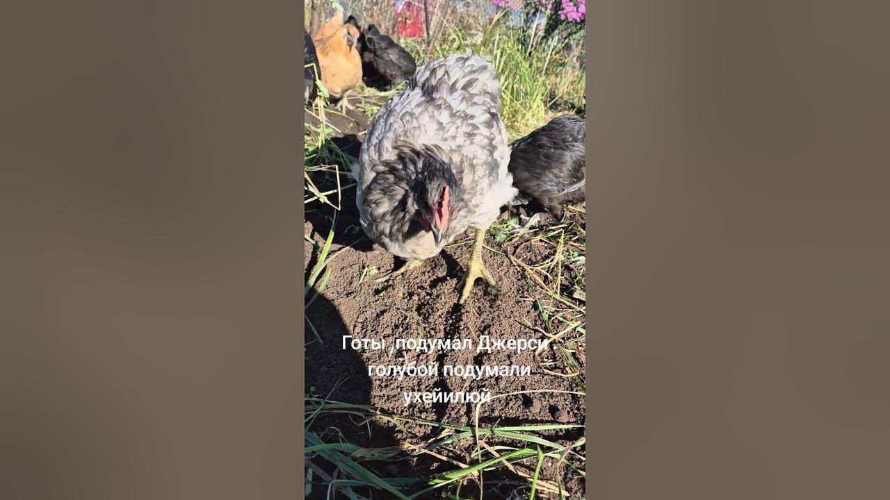 Джерси голубой #shorts #chicken #джерси #джерсиголубой #джерсипетушок # ...
