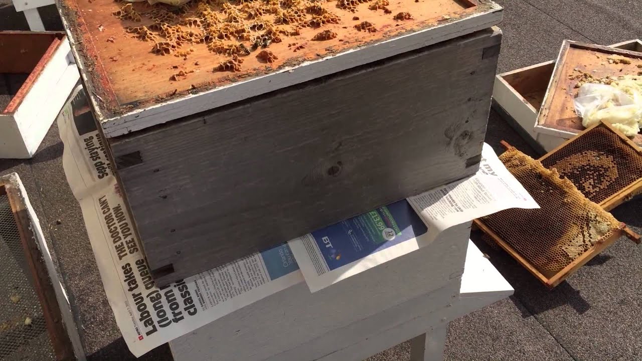 Beekeeping: Combining a Weak Hive with a Stronger One - YouTube