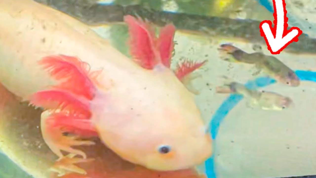 AJOLOTE CAZANDO PECES GUPPY - YouTube