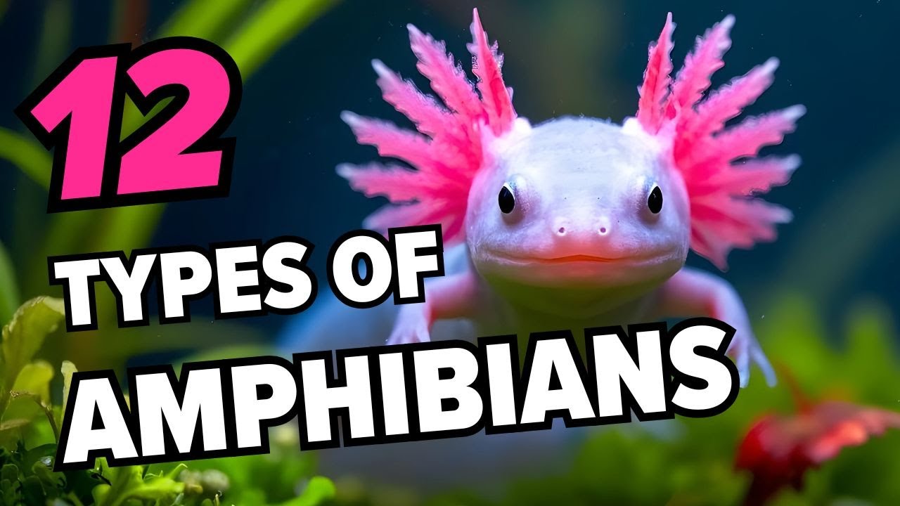 12 Amazing Examples of Amphibians Around the World - YouTube