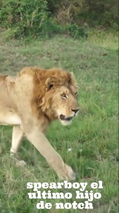 spearboy o ultimo hijo de notch#shorts - YouTube