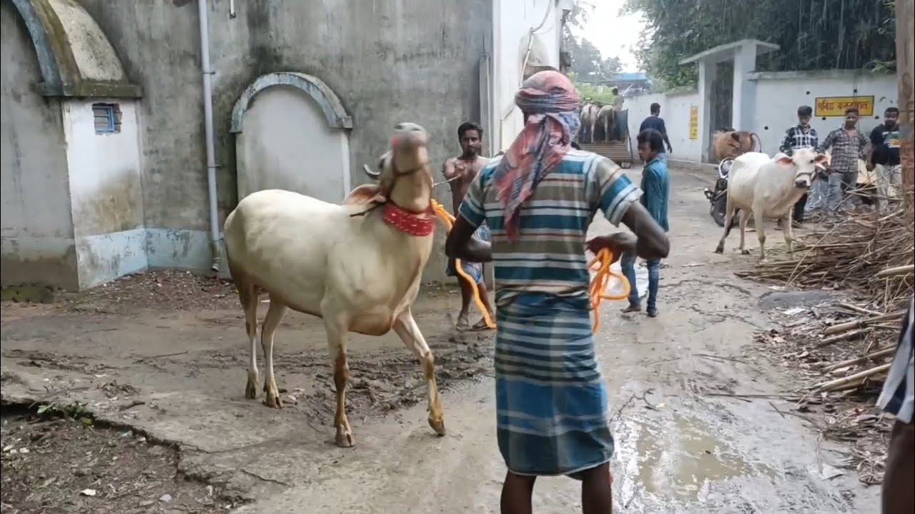 Loading of the Most Aggressive Cow😨 from Krishnamati | Best Bachi Cow ...