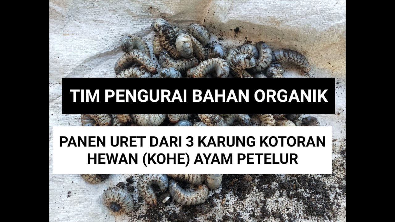 URET!!! TIM PENGURAI BAHAN ORGANIK... PANEN KOHE (kotoran hewan) AYAM ...