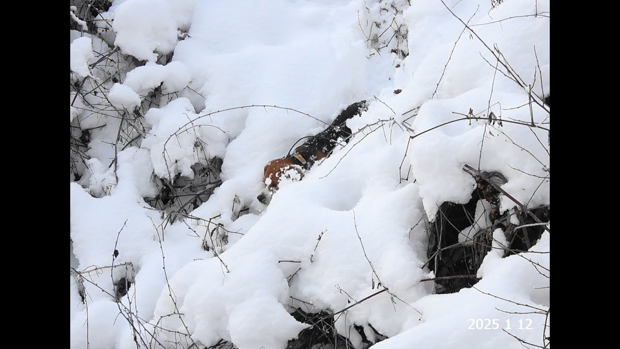 Skyview's Beagles Snow Day Trying To Jump A Rabbit That Did Not Want To ...