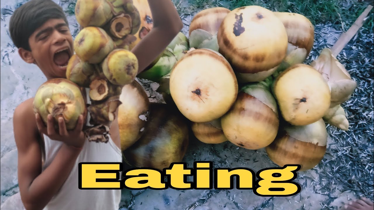 Fruit Of The Palmyra Tree Palm Tree Fruit | Tar Ka Fal - YouTube