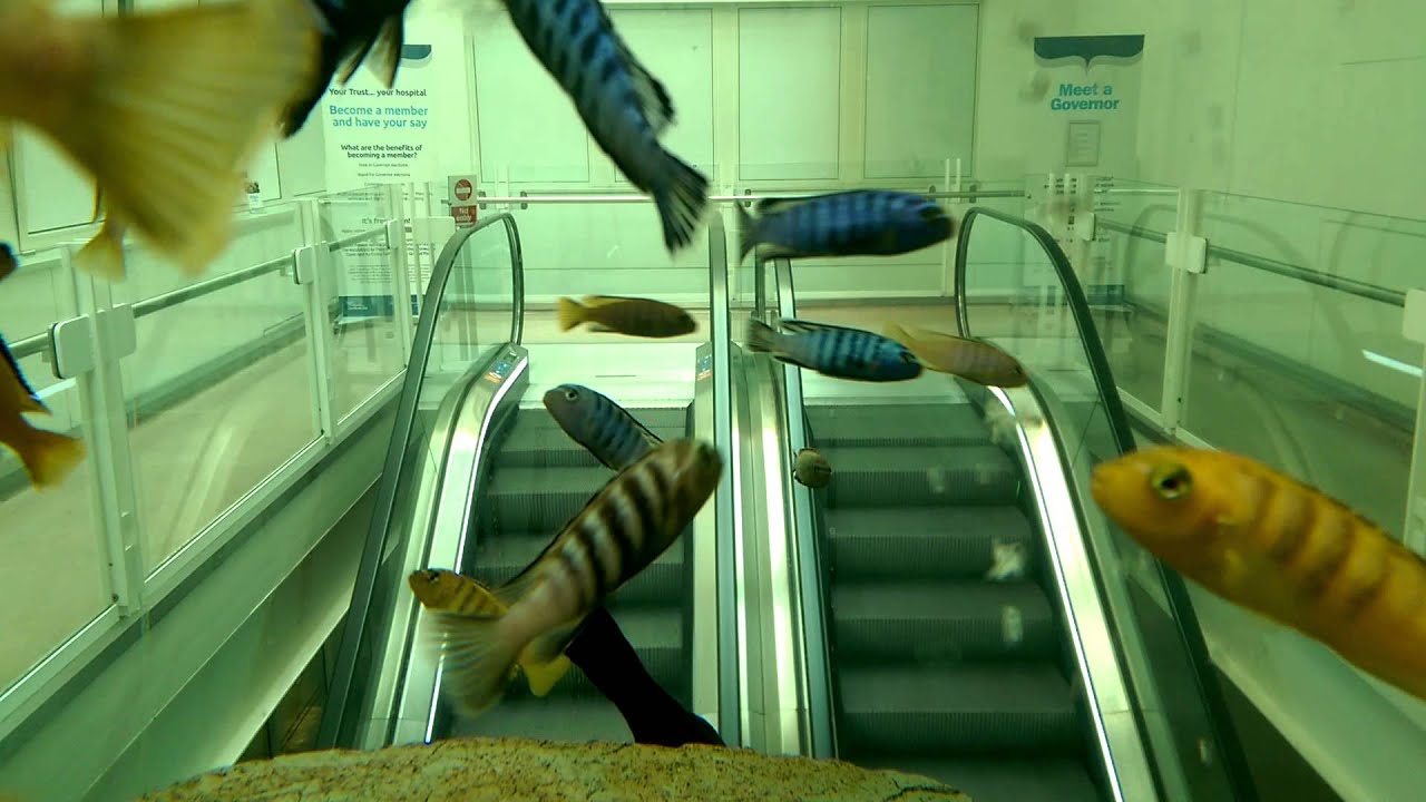 Escalator fish - YouTube