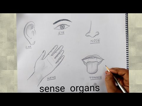 sense organs drawing I sense organs drawing easy I sense organs drawing ...