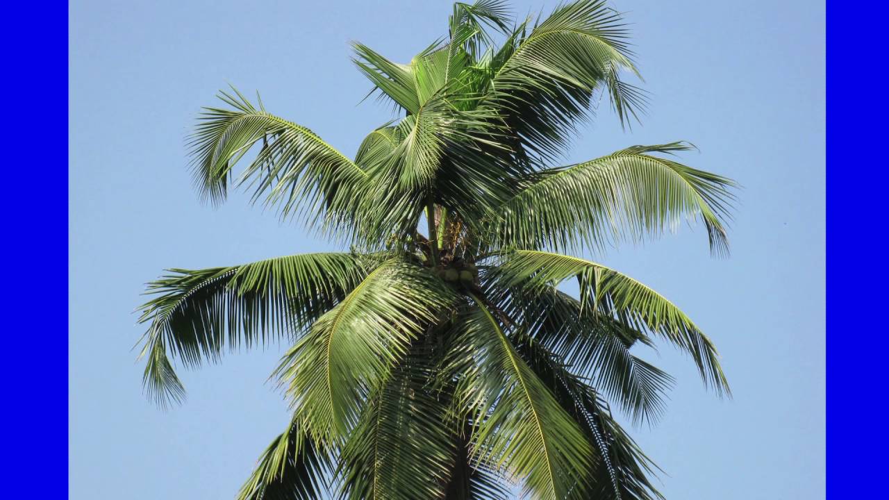 MASTER Lesson- 11,SECTION 2 MARKETING OF COCONUT PRODUCTS - YouTube