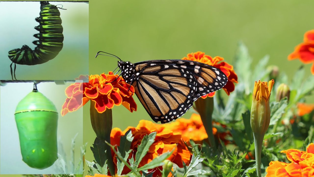 incredible monarch butterfly facts! | during migration monarchs may fly ...