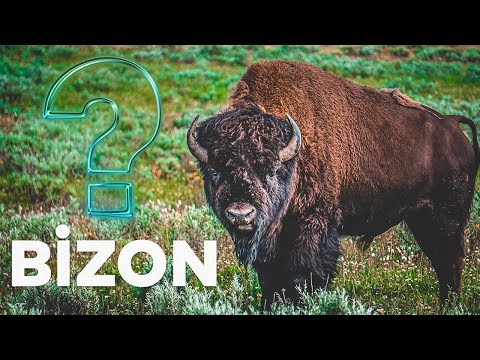Bizon | Çıxardıqları səs 7 kilometrdən eşidilir? 🐃
