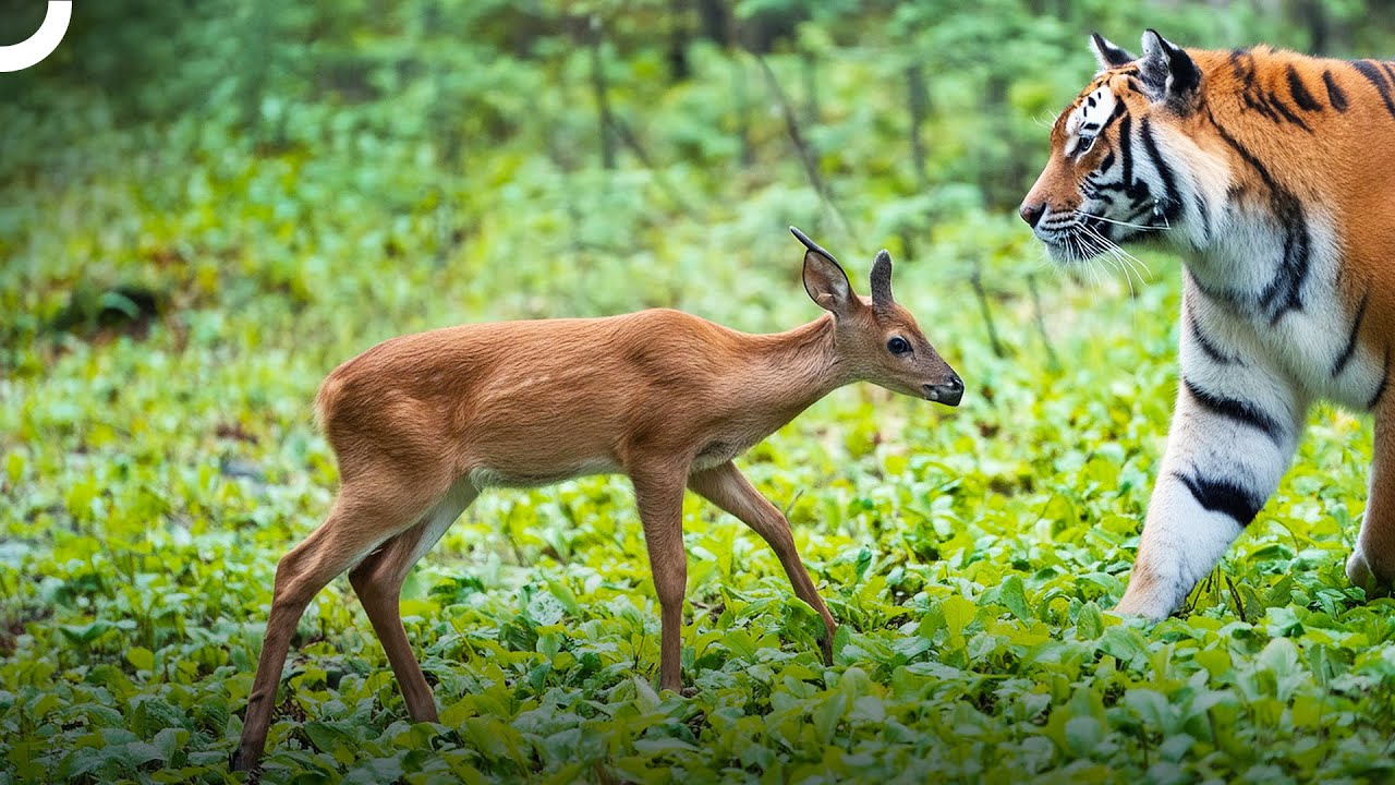 Moving swiftly into peril | Untamed Creatures & The Survival Quest ...