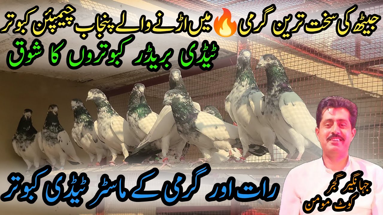 Teddy Breeder pigeons of Jahangir Gujjar of Kot Momin Sargodha Part 2 ...