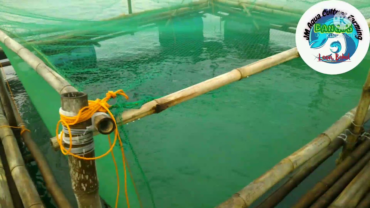 Bangus feeding | bamboo fishcage - YouTube