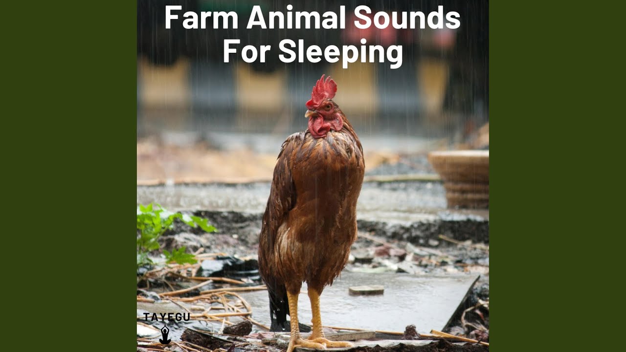 Farm Animal Sounds For Sleeping and Rain 1 Hour Chicken Birds Relaxing ...