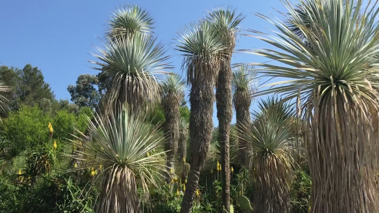 Yucca rostrata : entretien, plantation et utilisation ornementale - YouTube