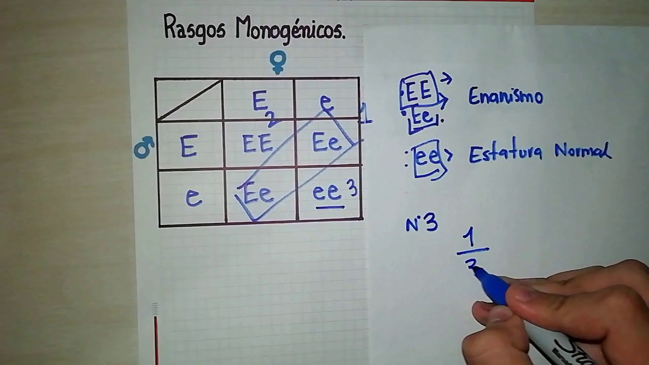 Ejercicio Cruce monohibrido - YouTube